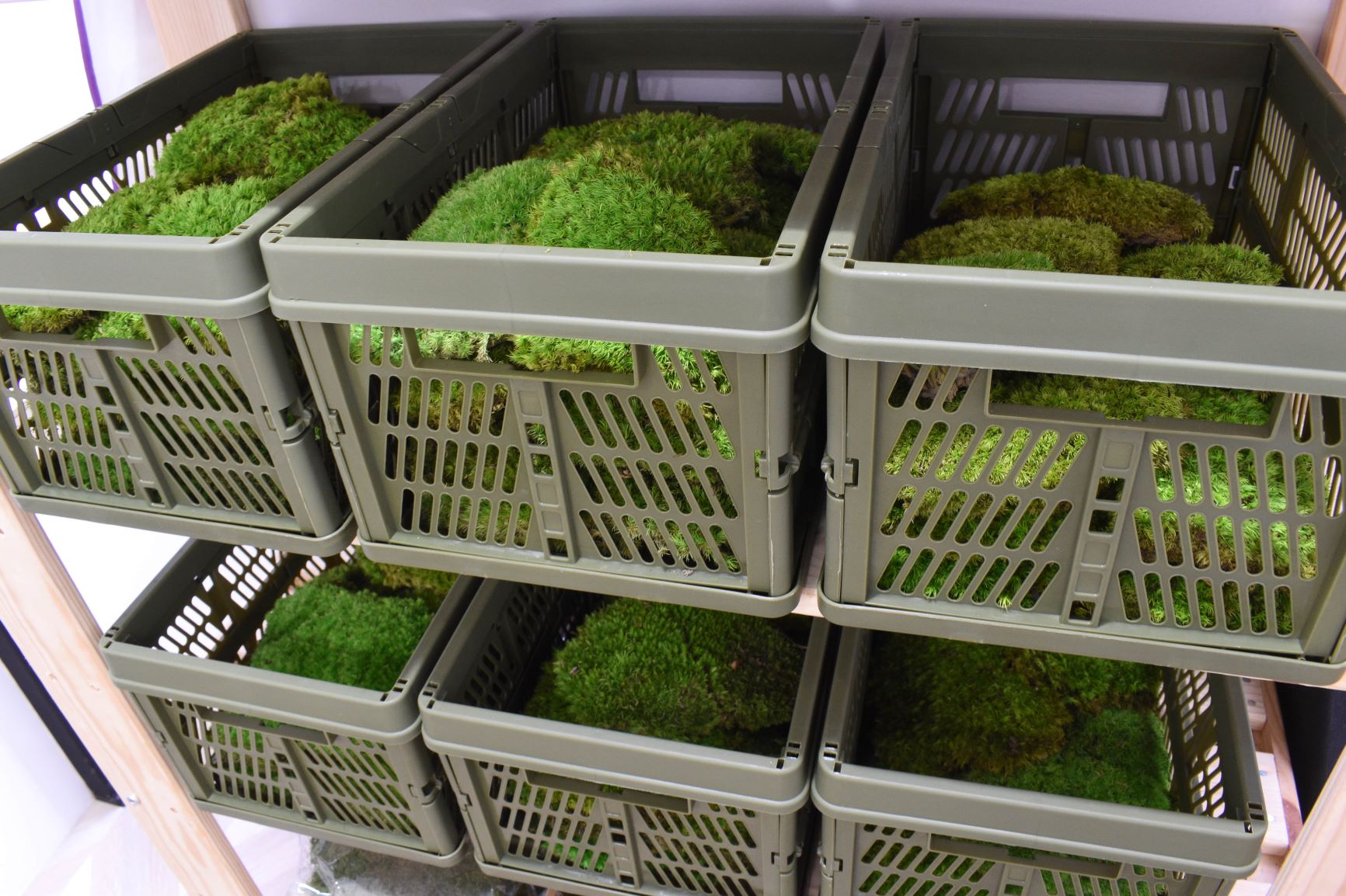 Moss Frame Workshop Booking – sppfy.com